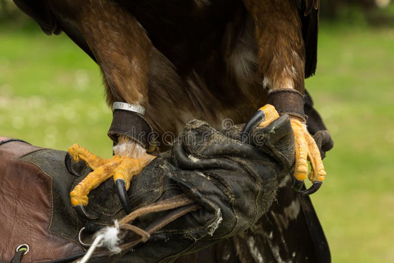 Golden eagle talons stock image. Image of look, attacker - 19404657