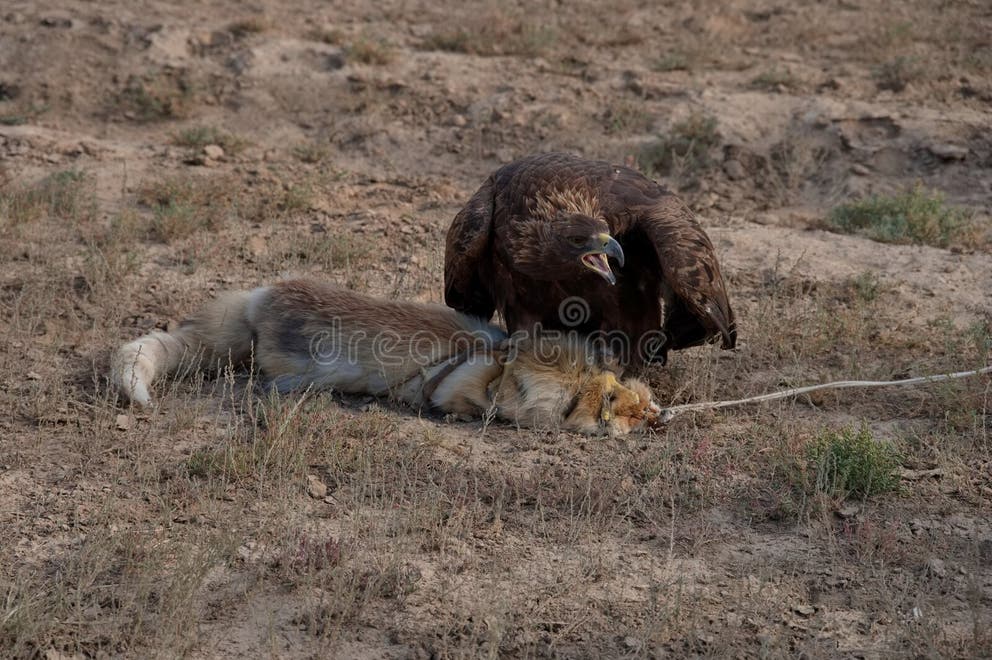 Golden Eagle in training stock photo. Image of creature - 331758584