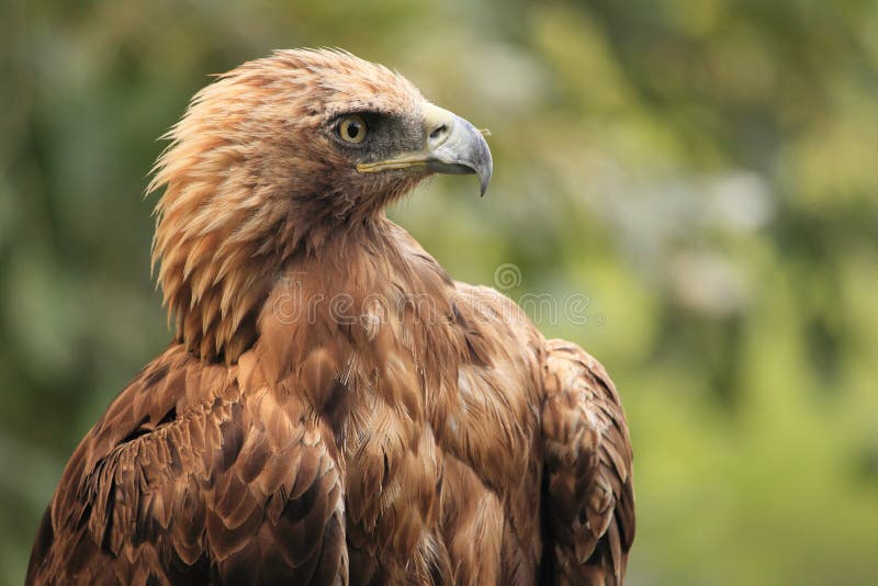 Golden eagle stock photo. Image of gazing, prey, nature - 43159986