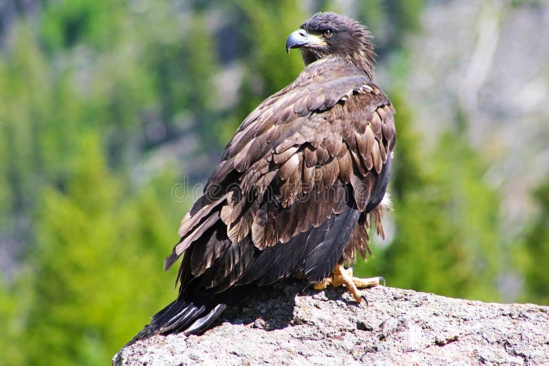 Golden Eagle at Yellowstone Stock Photo - Image of resting, eagle: 83575644
