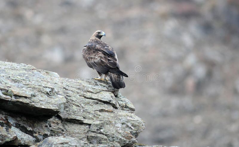 Golden eagle stock image. Image of vultures, eagle, wings - 63884195