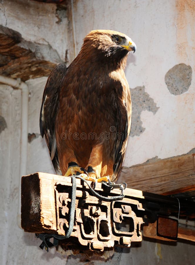 Golden Eagle of Yunnan Province (China) Stock Image - Image of sharp ...