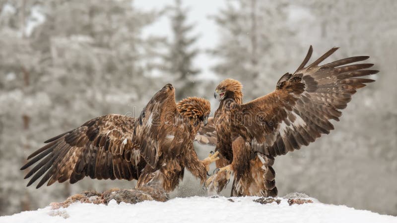 Eagles conflict stock photo. Image of freedom, carnivorous - 29239146