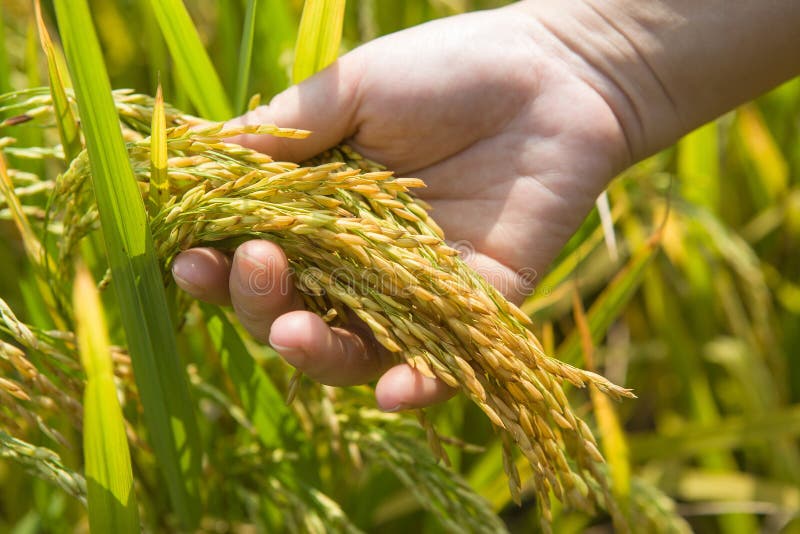 Golden Ear of Rice,paddy in Hand Stock Photo - Image of grain, nature ...