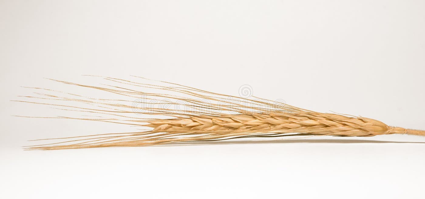 159 Single Ear Barley White Stock Photos - Free & Royalty-Free Stock ...