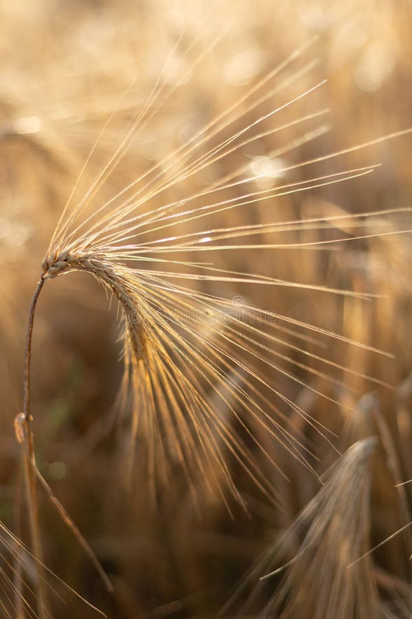 Barley dancing in the sun stock photo. Image of setting - 330007478