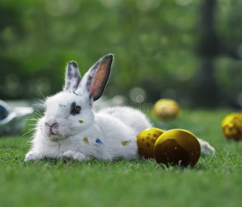 Golden Easter Bunny stock image. Image of kids, garden - 6306139