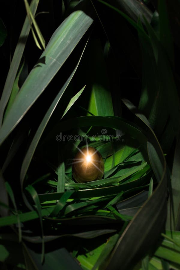 A Golden Egg Shining in a Nest Stock Image - Image of green, feast ...