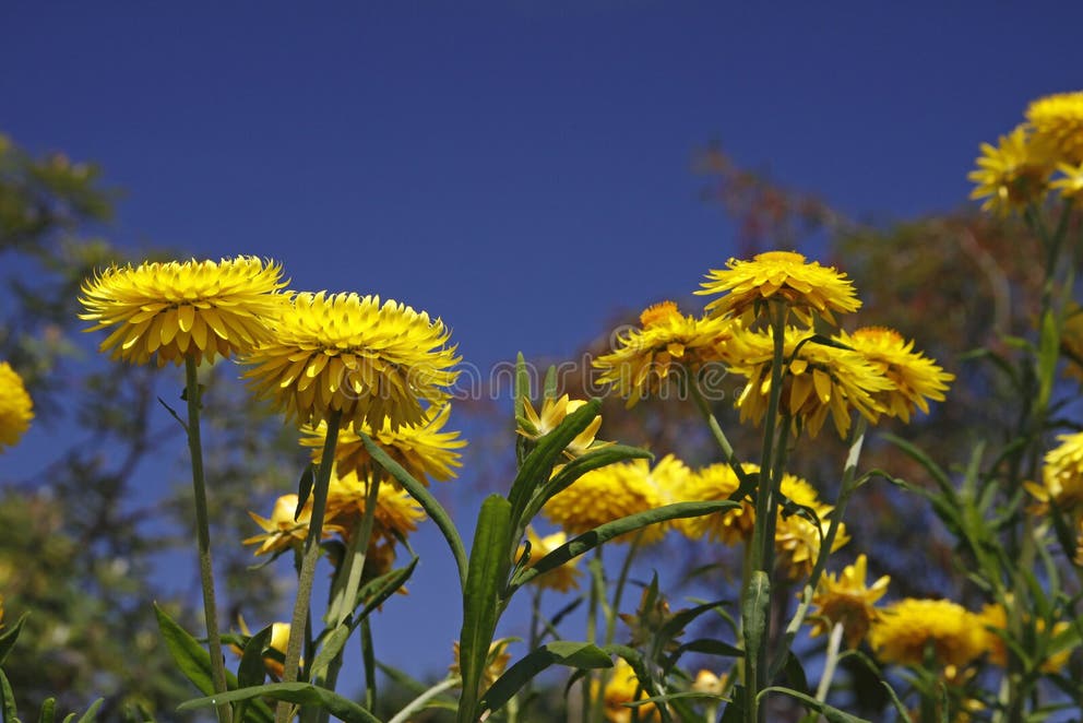 Golden Everlasting Flower in Spring Stock Photo - Image of bloom ...