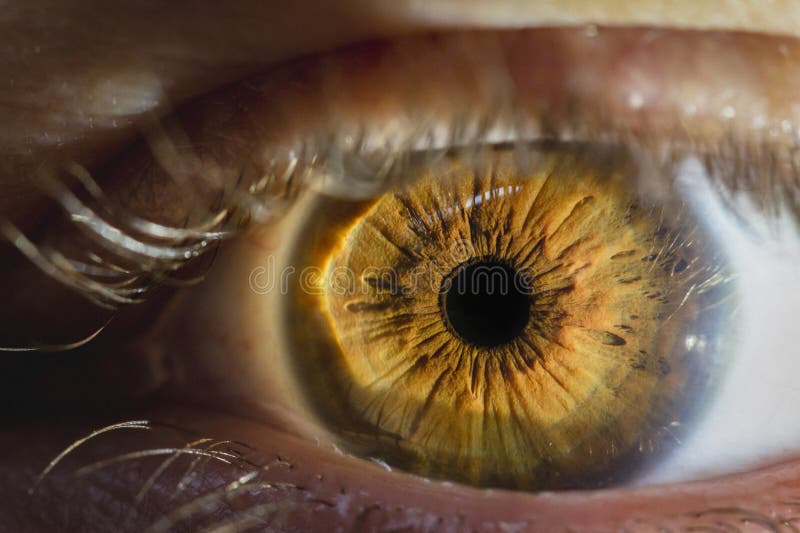 Golden Eye Close-Up: the Intricate Beauty of the Human Iris Stock Image ...
