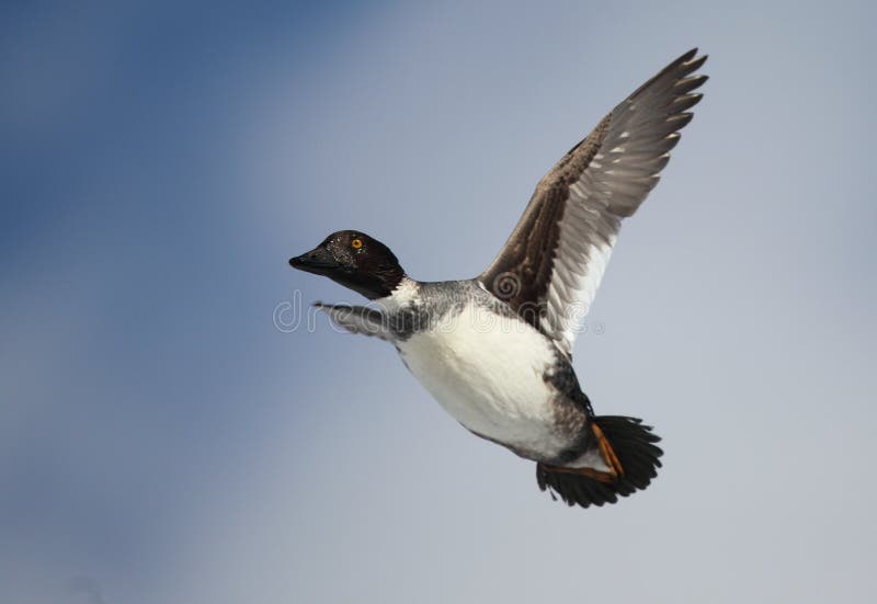 Common Goldeneye Duck hen stock photo. Image of lake - 65443440