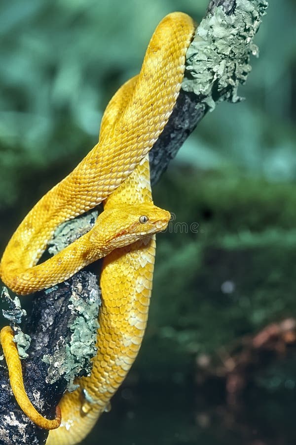 Golden Eyelash Viper,Costa Rica Stock Image - Image of dangerous, viper ...