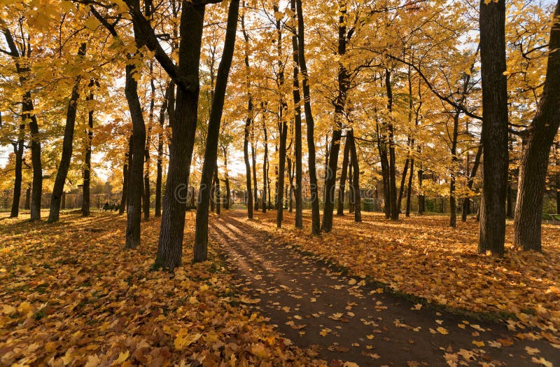 Golden fall stock photo. Image of golden, autumn, weather - 27725096