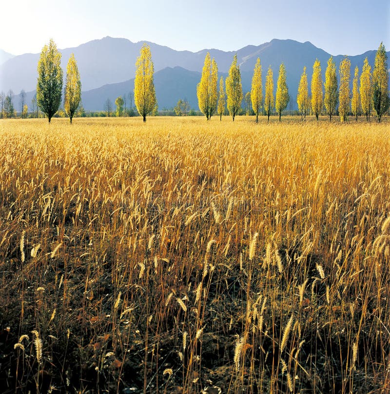 Golden Fall Foliage Autumn Yellow Maple Tree Stock Image - Image of ...