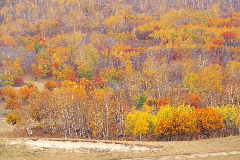 Golden Fall Foliage Autumn Yellow Maple Tree Stock Image - Image of ...