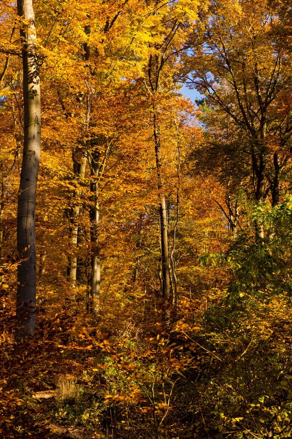 Golden Fall stock photo. Image of brown, autumn, outdoor - 62493800