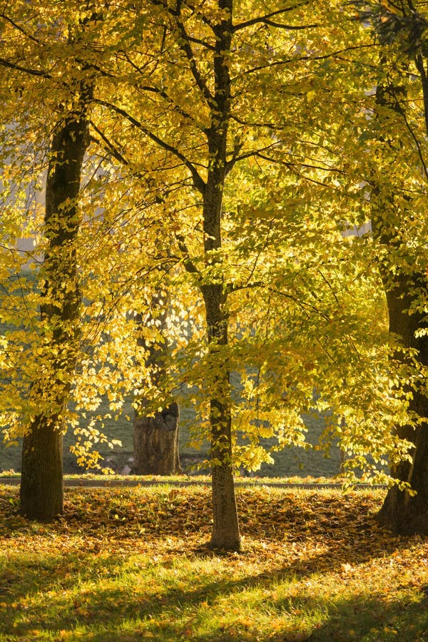 Golden fall stock photo. Image of landscape, light, leaf - 45935854