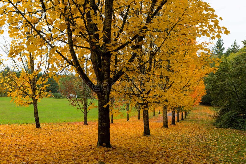Golden Fall Colors on Maple Trees Stock Photo - Image of grass ...