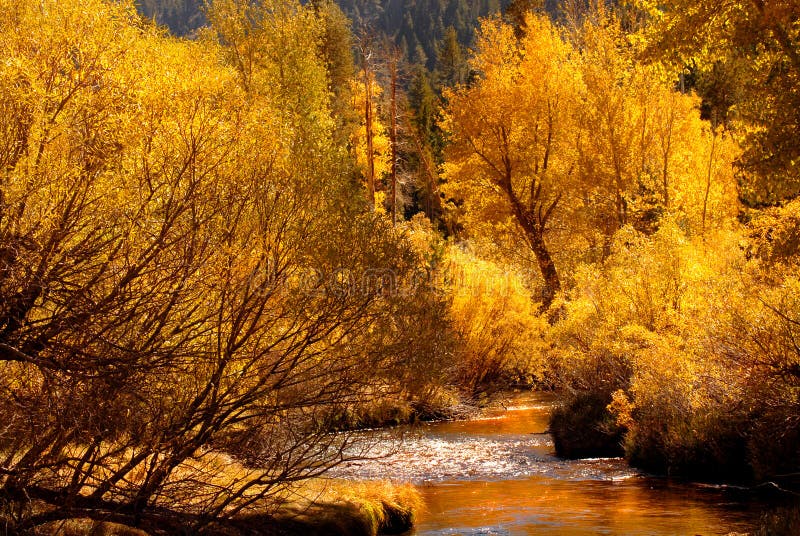 Golden Fall Colors Reflecting into Stream in the Yosemite Valley Stock ...
