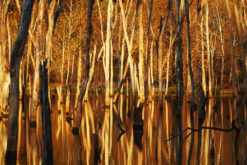 Golden fall colors stock photo. Image of lake, leaves - 45305574