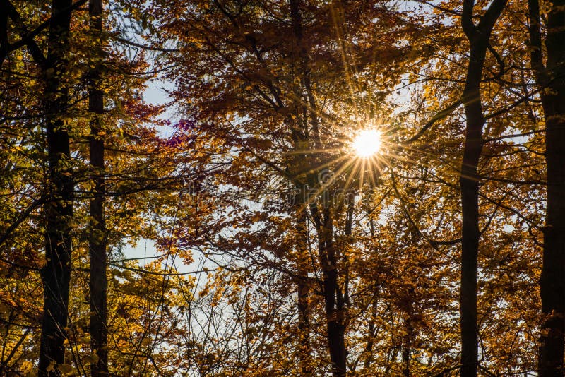 Golden Fall stock photo. Image of green, leaves, fall - 62491428