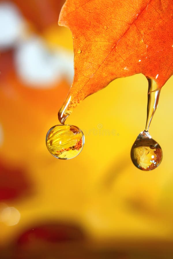 Golden fall drops. stock image. Image of drip, country - 11345881