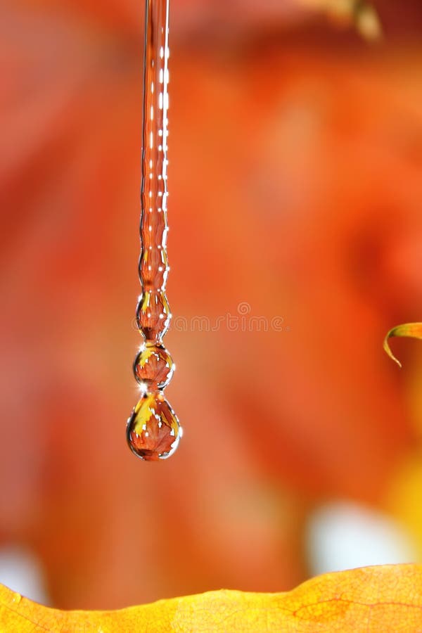 Golden fall drops. stock image. Image of reflection, cordial - 11972843