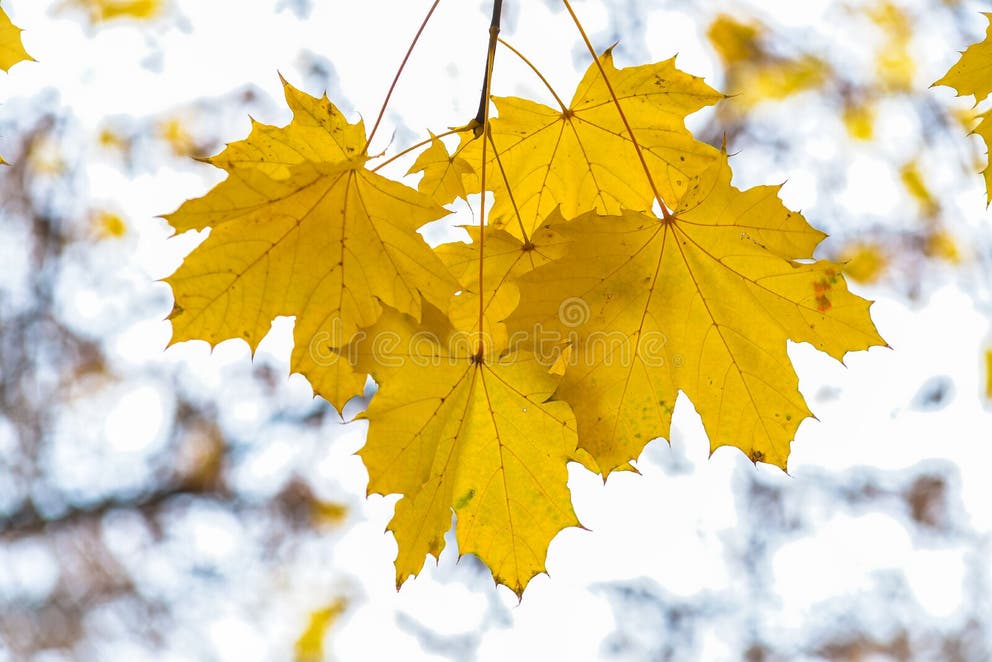 Golden Fall Foliage Autumn Yellow Maple Tree Stock Image - Image of ...