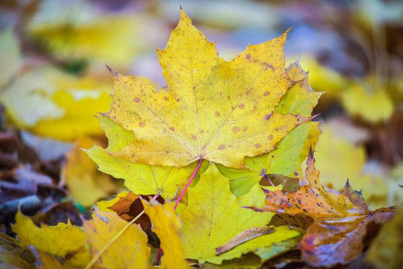Fall Foliage Yellow Maple Leaves from Autumn Tree Stock Photo - Image ...