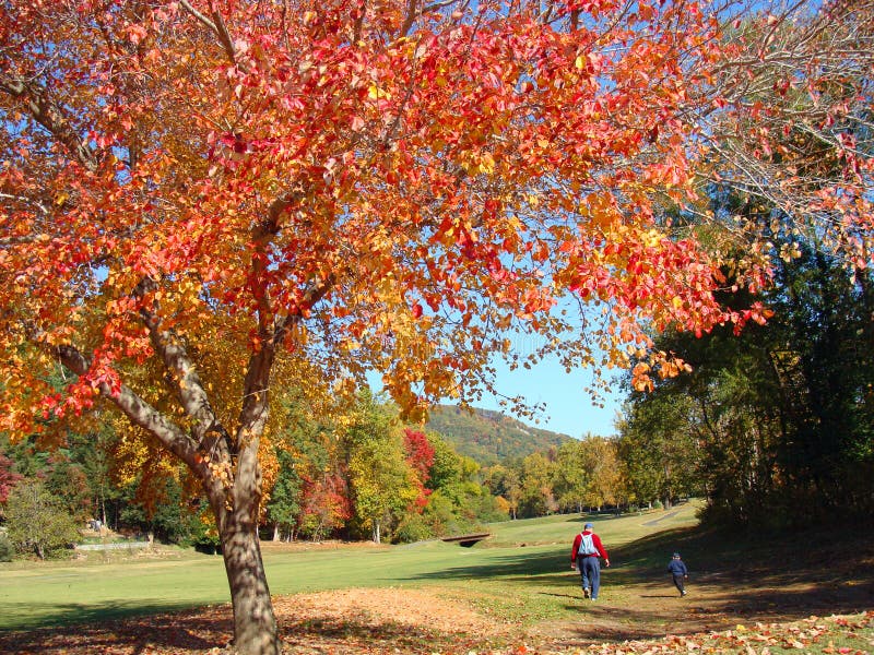 Golden Fall season forest stock photo. Image of trees - 45314900