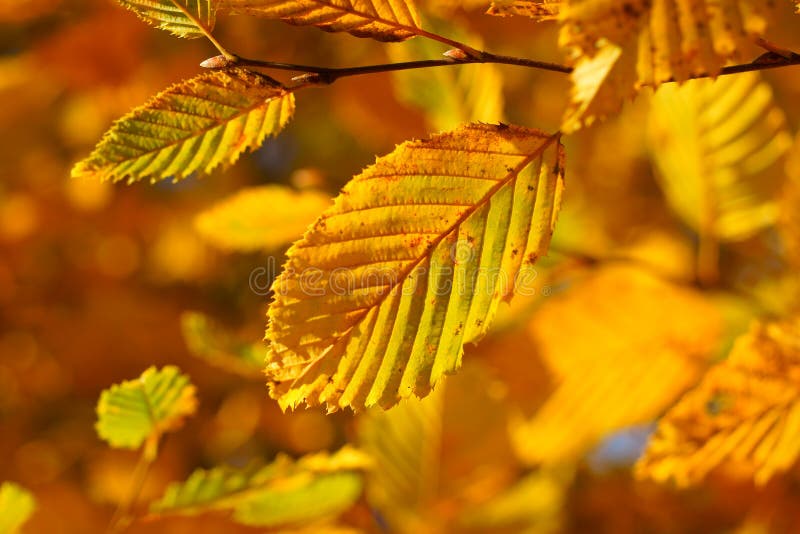 Set of Beech Leaves in Different Fall Colors Stock Photo - Image of ...