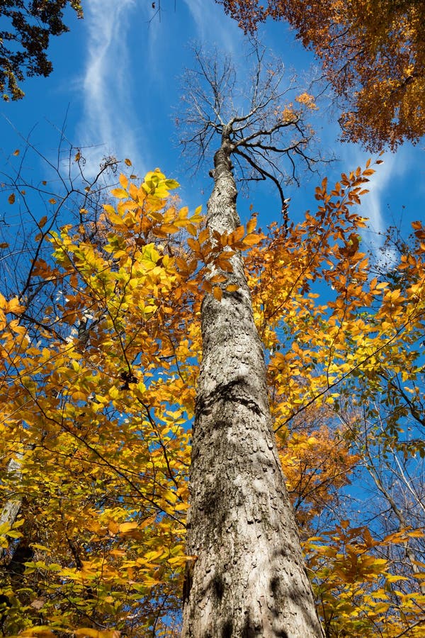 Golden Fall Leaves stock image. Image of ohio, nature - 89264341