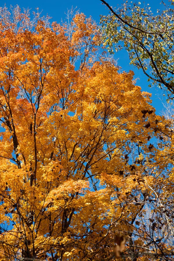 Golden Fall Leaves stock photo. Image of change, path - 89264844
