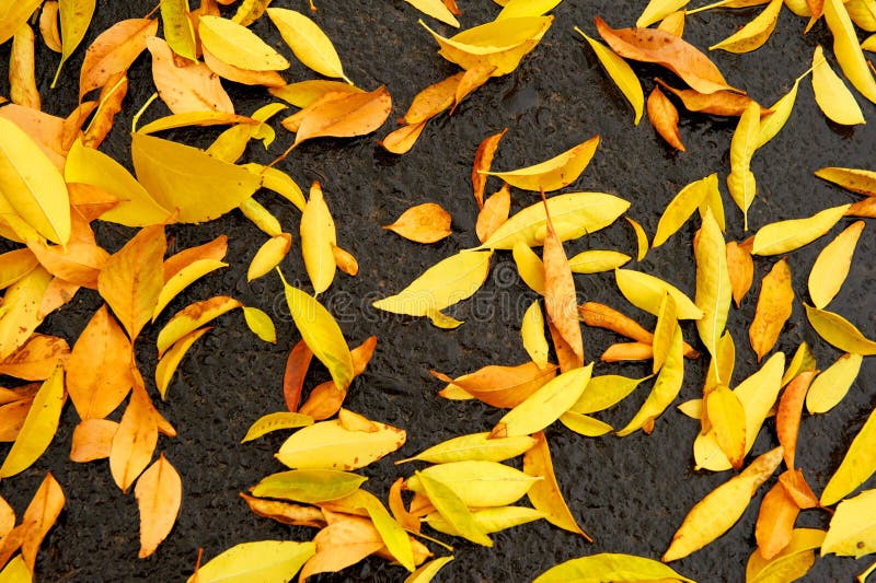 Golden Fall Leaves Background Stock Photo - Image of fall, yellow: 26354806