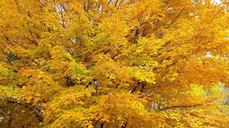 Golden Fall Leaves stock image. Image of yellow, background - 46701827