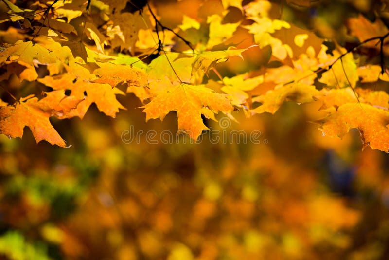 Golden Fall Leaves stock image. Image of plant, backdrop - 44038745