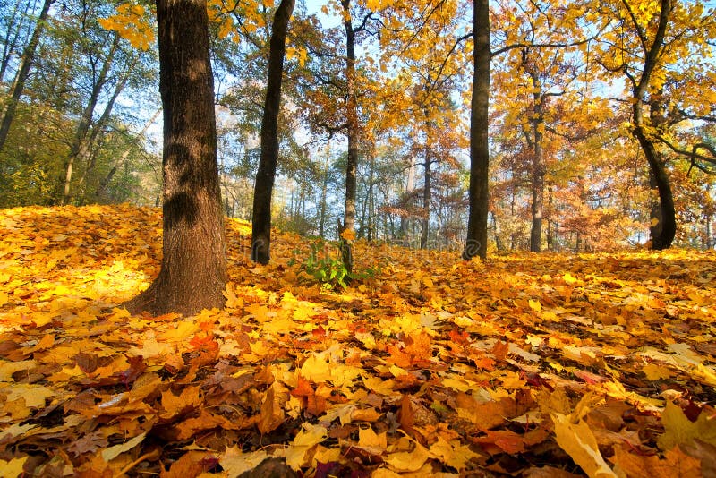 Golden fall leaves stock photo. Image of background, beautiful - 45372600