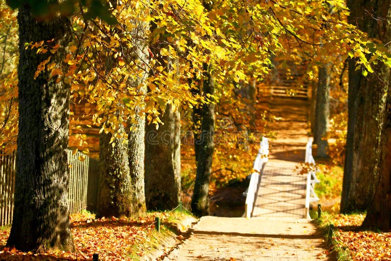 Golden fall in park stock image. Image of tranquil, season - 40056345