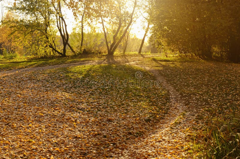 Golden Fall in a Park stock image. Image of birches, leaves - 75430173
