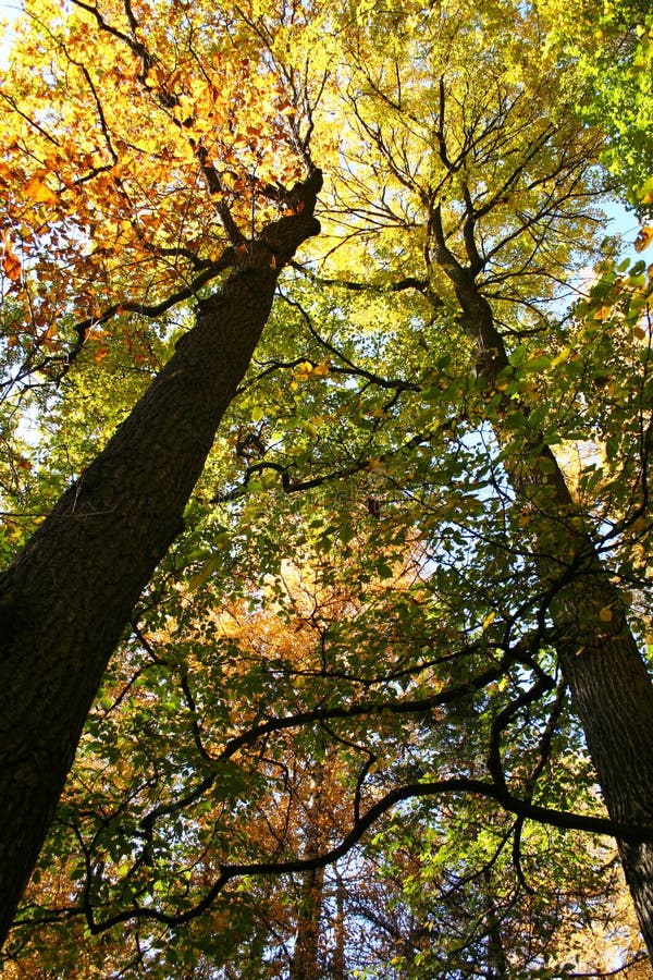 Golden fall in Russia stock photo. Image of leaf, botany - 11645818