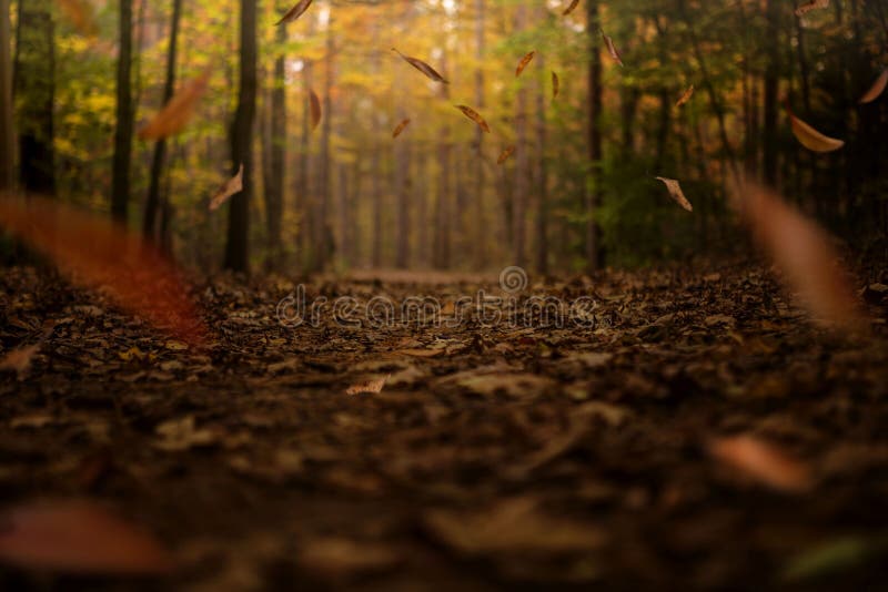 Golden Fall Trail with Autumn Leaves Falling. Stock Image - Image of ...