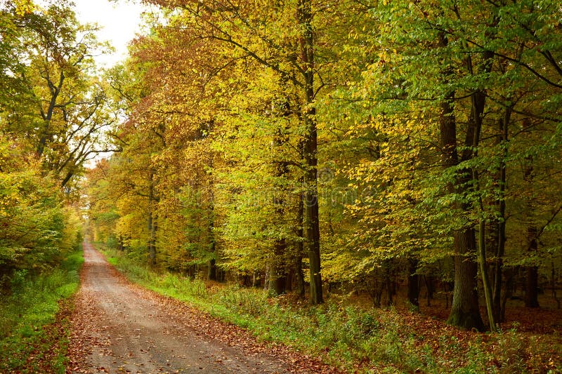 Golden Fall Trees and Path in the Forest Stock Image - Image of calm ...