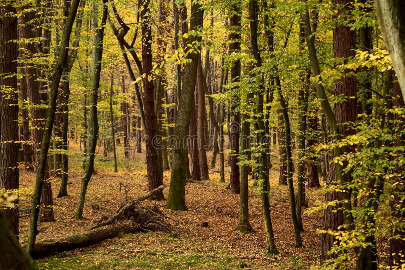Golden Fall Trees and Path in the Forest Stock Image - Image of leaves ...