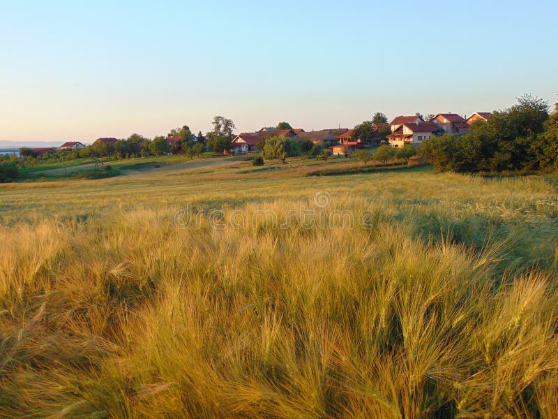 Golden Farm Field stock image. Image of yellow, countryside - 184491