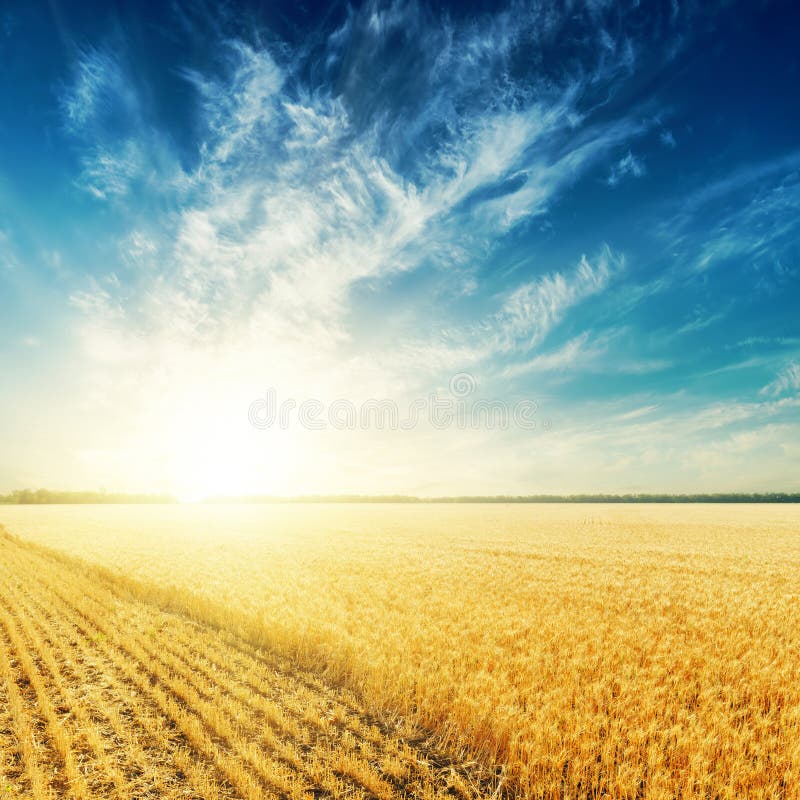 Golden Farming Field and Sunset Stock Image - Image of gold, crop: 85649341