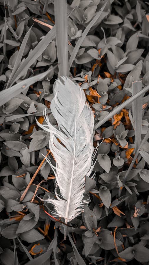 The Golden Feather of Golden Dove Stock Image - Image of dove, care ...