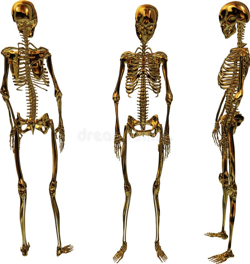 Skeleton Front Back Stock Illustrations – 675 Skeleton Front Back Stock ...