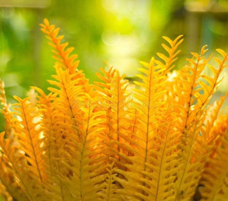 Golden Fern Picture. Image: 29214916