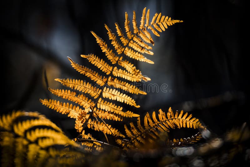 Golden fern plant at night stock photo. Image of spring - 262531510