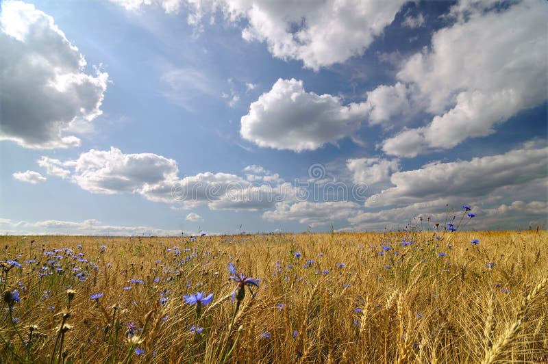 Golden Field at Sunset stock image. Image of crop, agriculture - 49267933